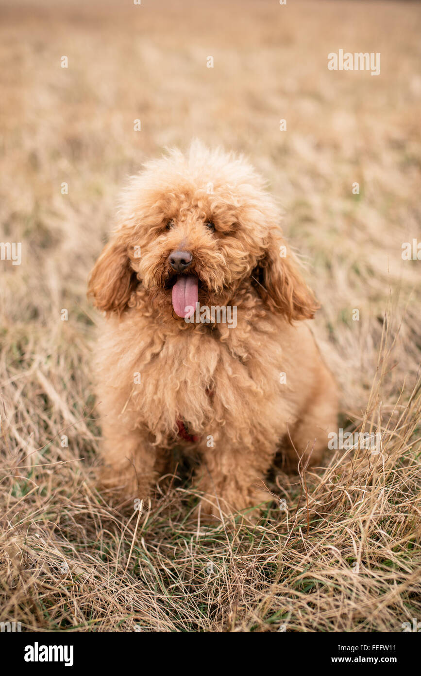 Red poodle hi-res stock photography and images - Alamy