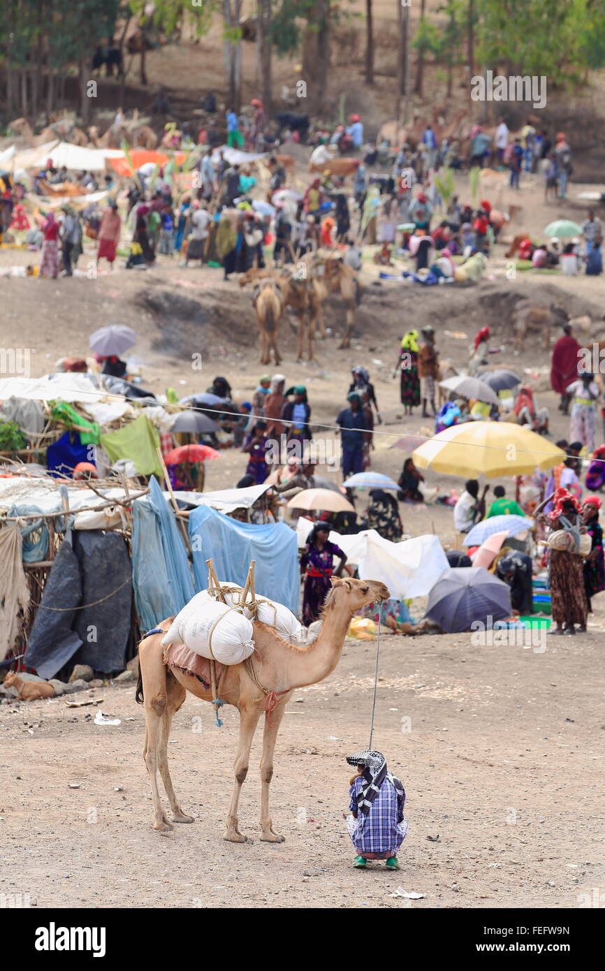 Sack loaded dromedary camel for the transport of trade goods-sunday ...
