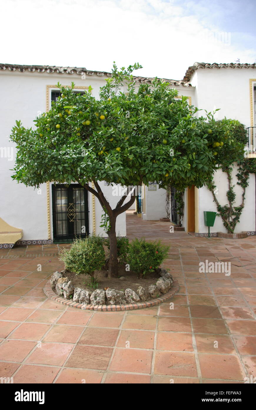 Orange tree in courtyard, San Pedro da Alacantara, Andalucia, Spain ...