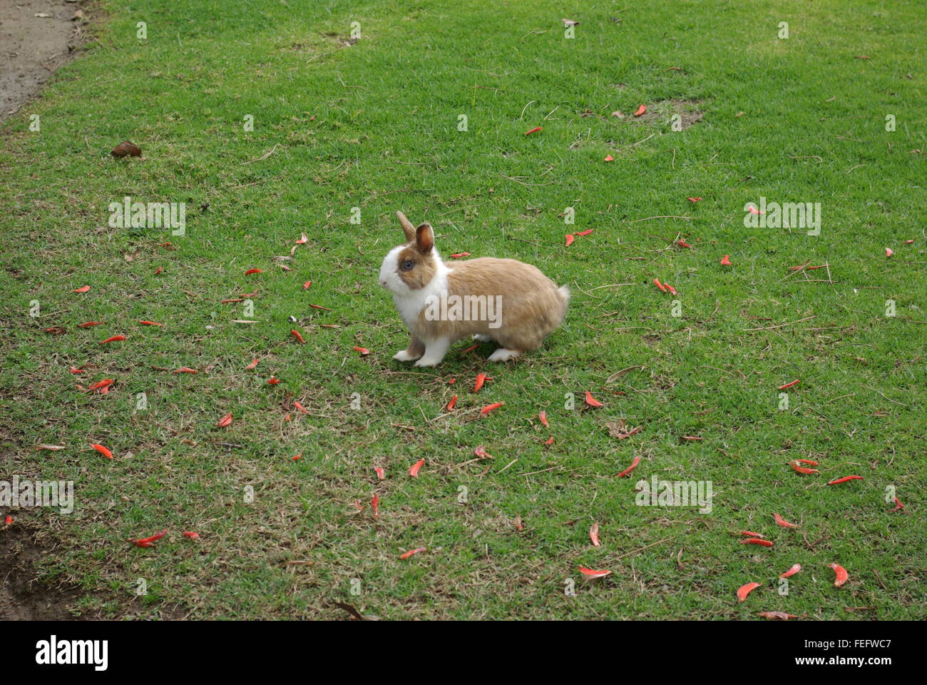 Brown and white rabbit hi-res stock photography and images - Alamy