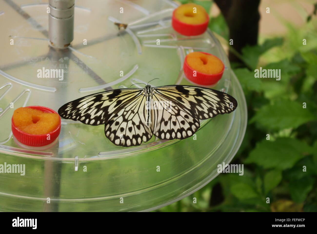 Paper Kite Butterfly, also know as a Tree Nymph Butterfly, also Rice ...
