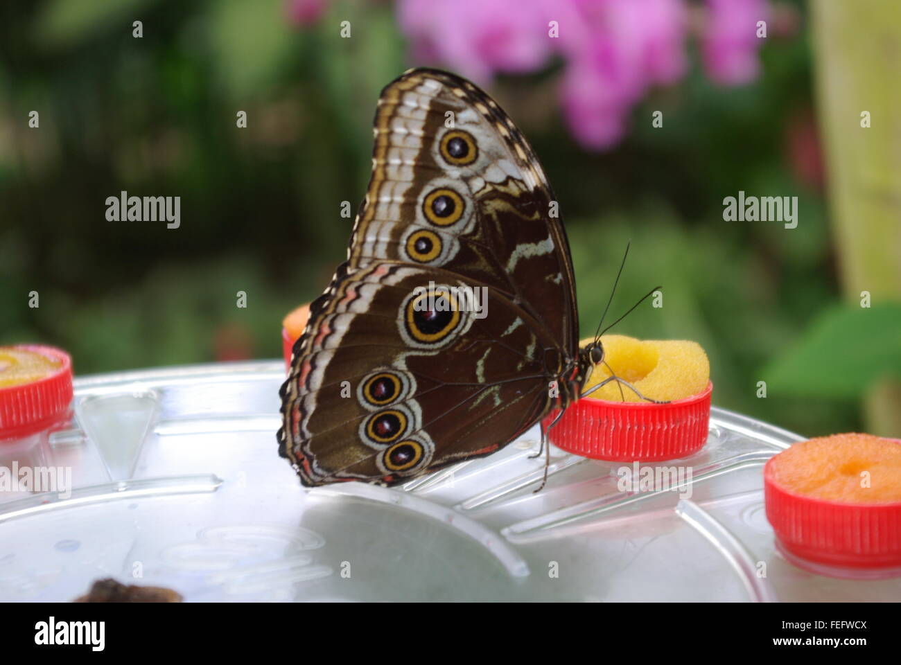 Blue Morpho Butterfly - Morpho peleides Stock Photo - Alamy