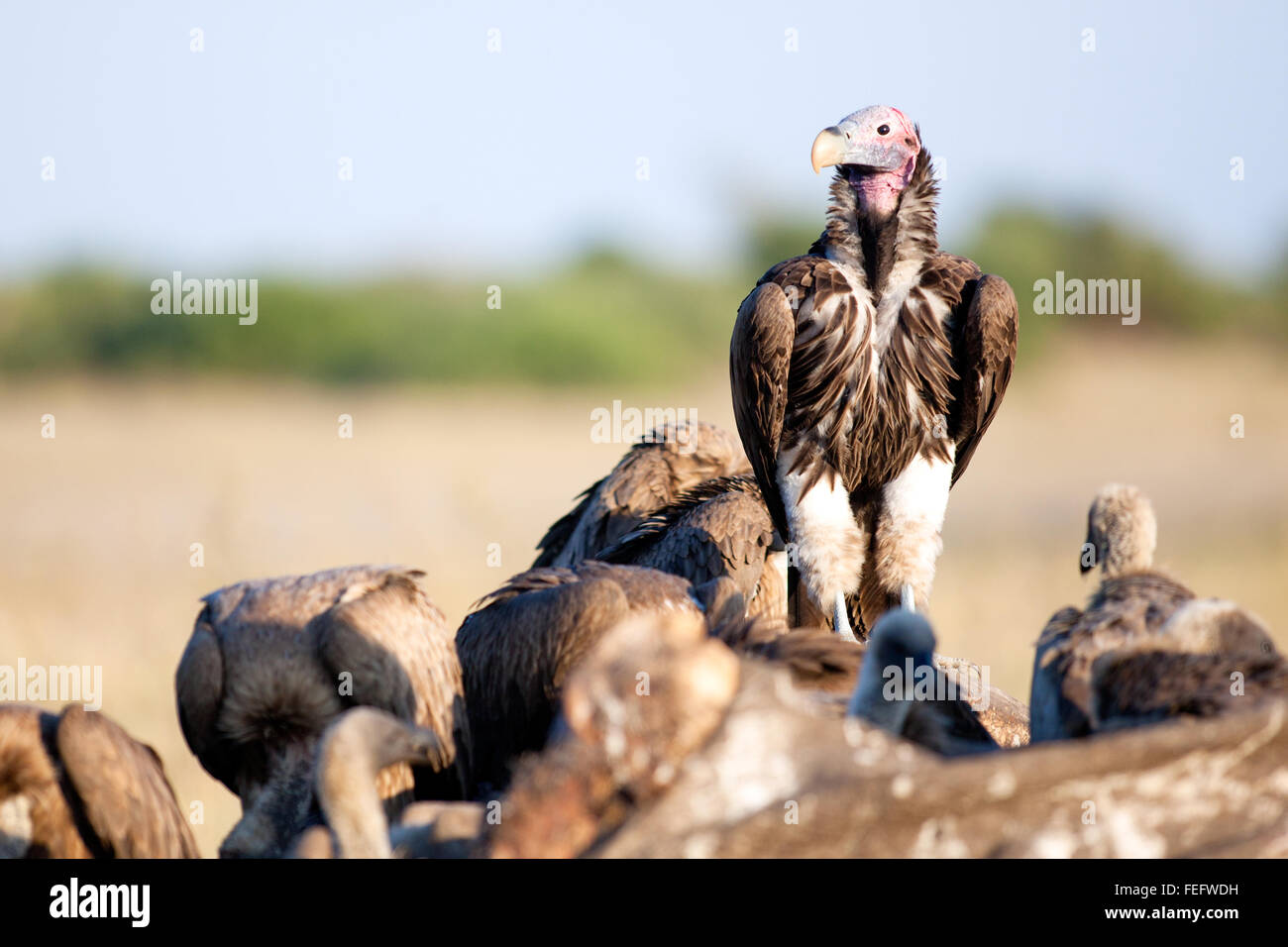 Vulture on a carcass Stock Photo - Alamy