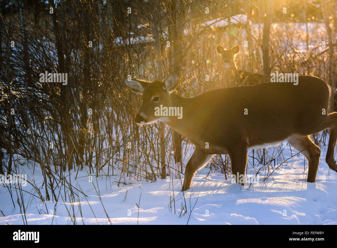 Backlit whitetail deer hi-res stock photography and images - Alamy