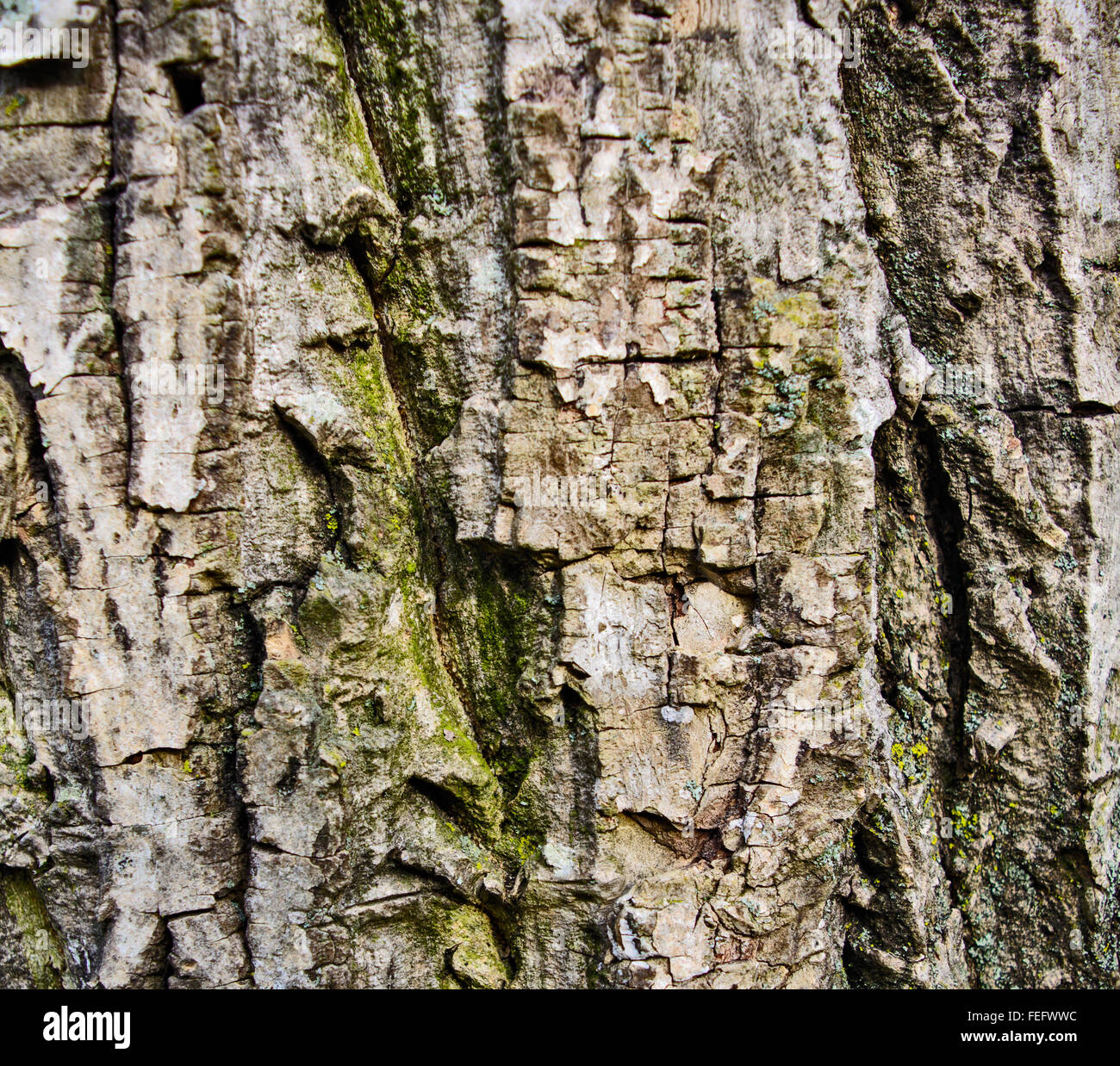 Wood bark timber brown hi-res stock photography and images - Alamy