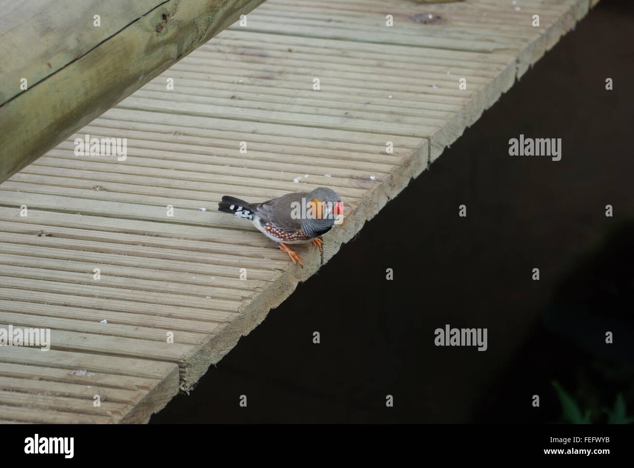 Australian Zebra Finch Stock Photo - Alamy