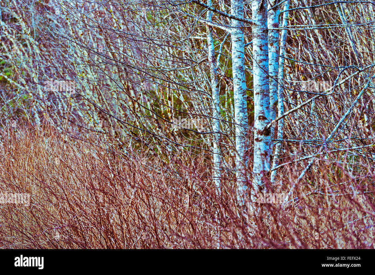 Alder Trees Stock Photos & Alder Trees Stock Images - Alamy