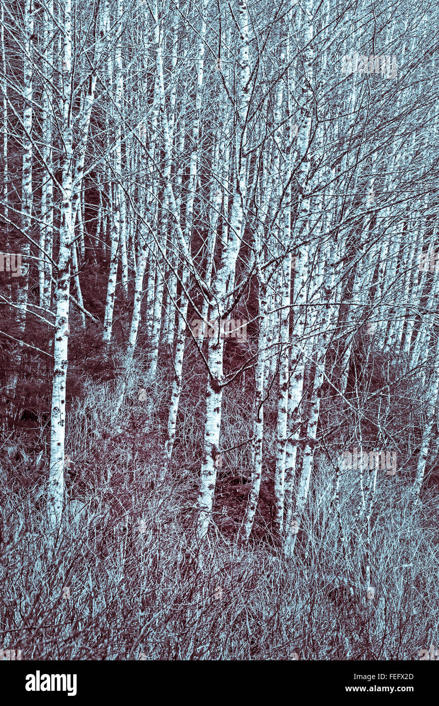 Alder Trees Stock Photos & Alder Trees Stock Images - Alamy