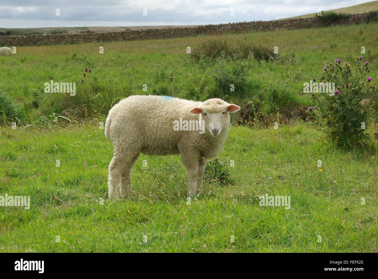 Staring sheep hi-res stock photography and images - Alamy