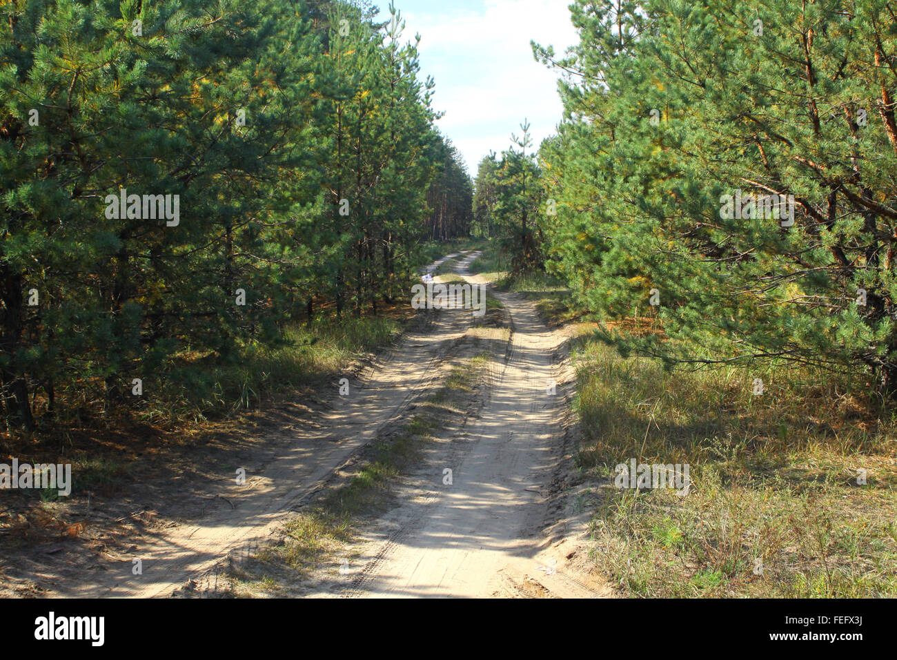 Summer pinewood with road Stock Photo - Alamy
