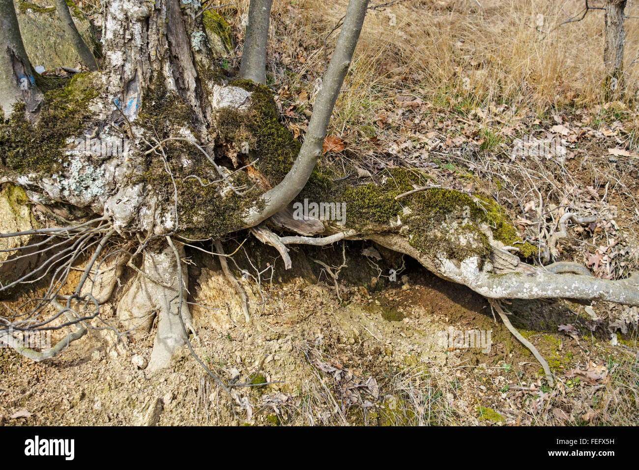 Whole tree and roots hi-res stock photography and images - Alamy