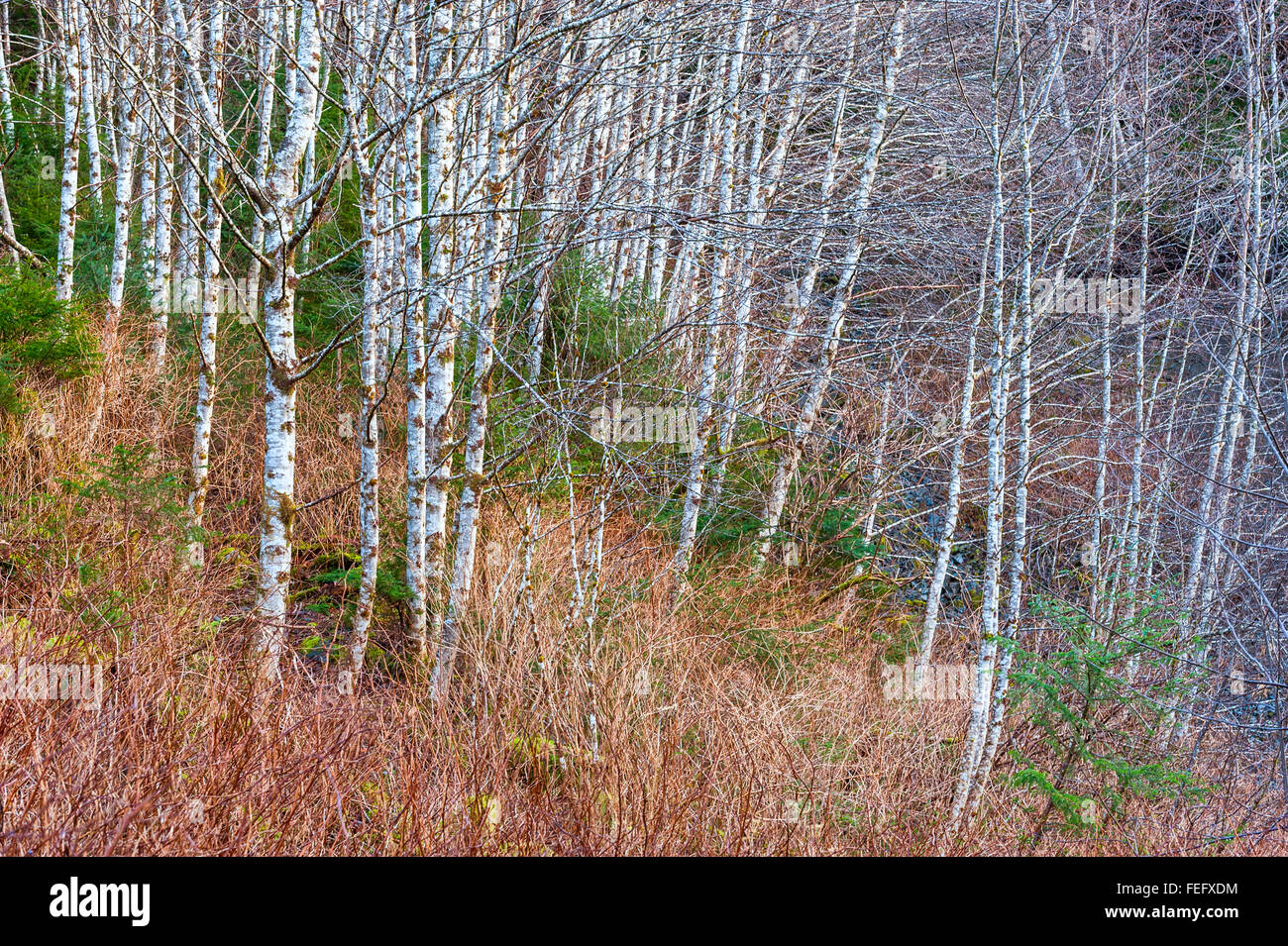 Bare red alder trees(Alnus rubra) in winter near Sitka, Alaska Stock Photo - Alamy