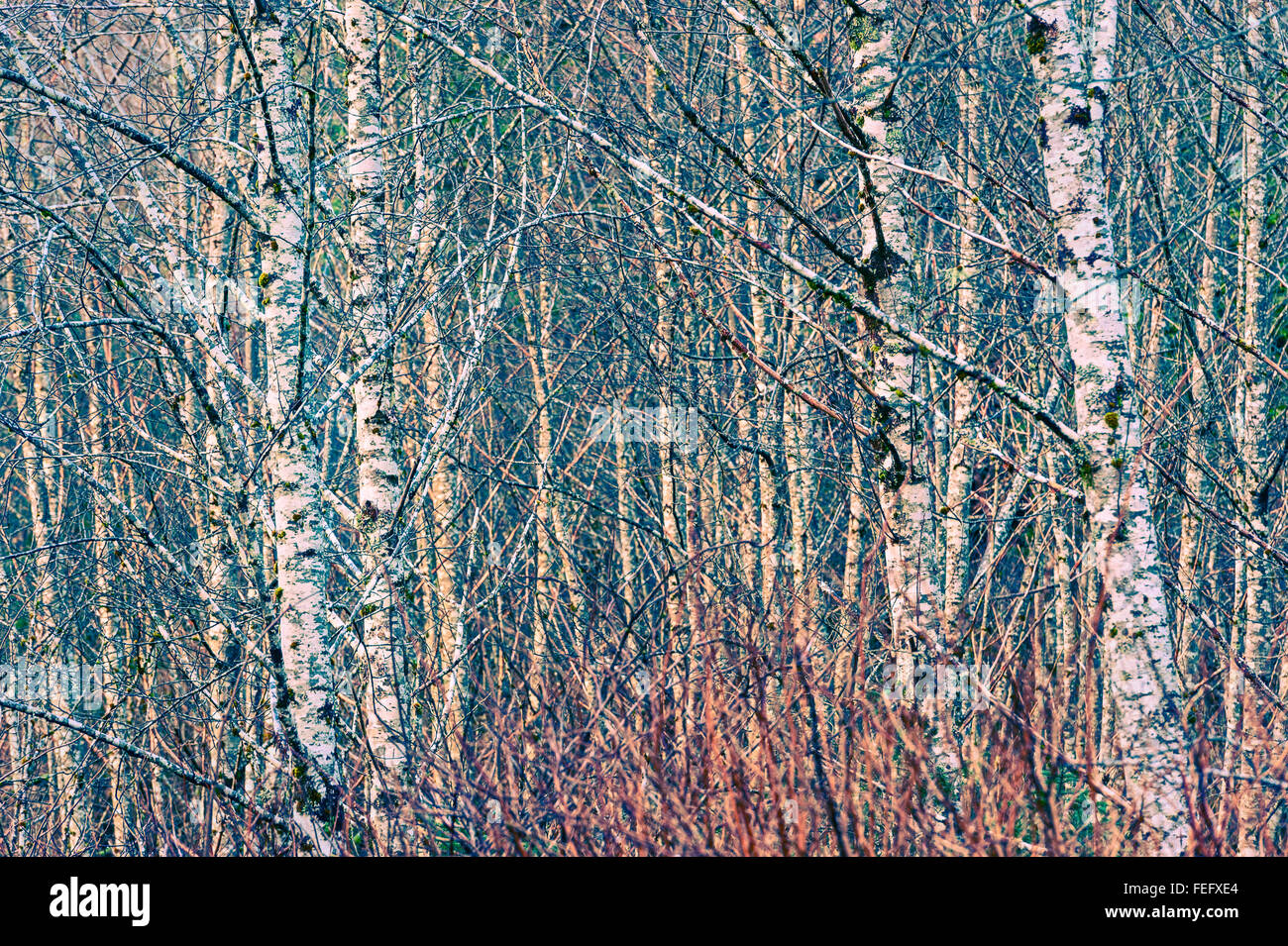 Red Alder (alnus Rubra) High Resolution Stock Photography and Images ...