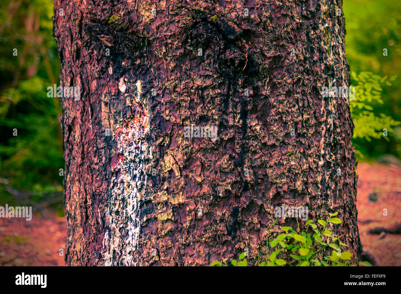 Bullet wound High Resolution Stock Photography and Images - Alamy