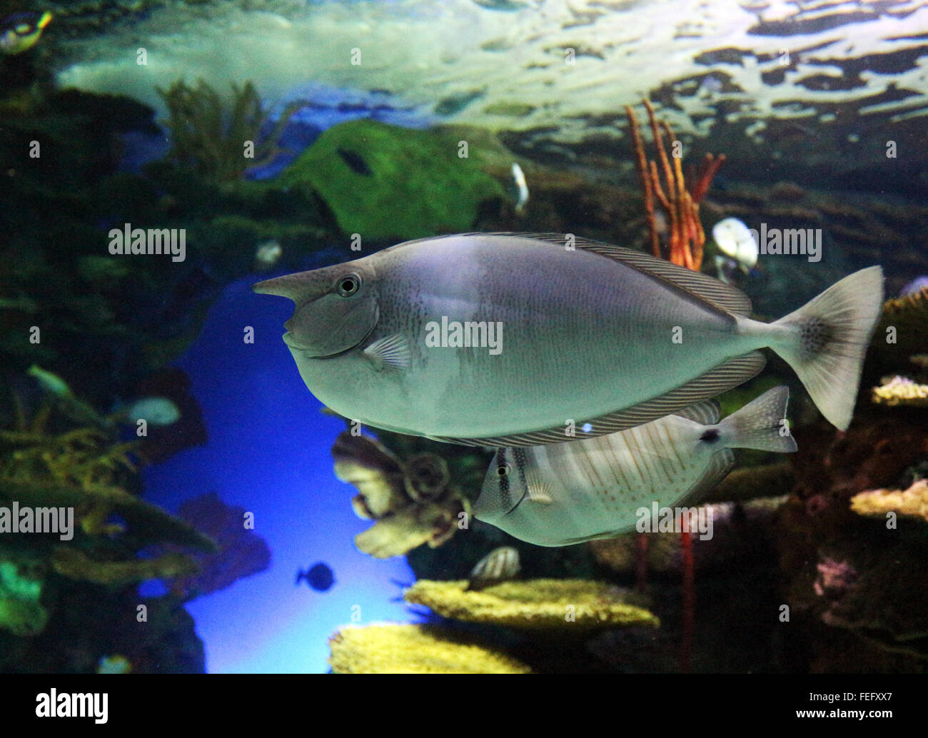 Naso unicorn fish Stock Photo - Alamy