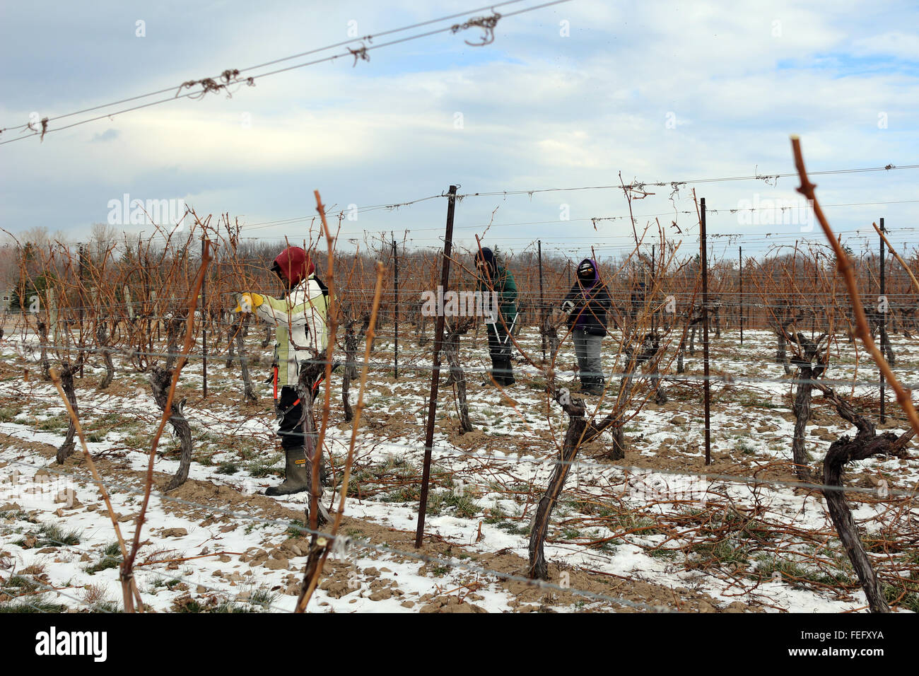people pruning vines Stock Photo - Alamy