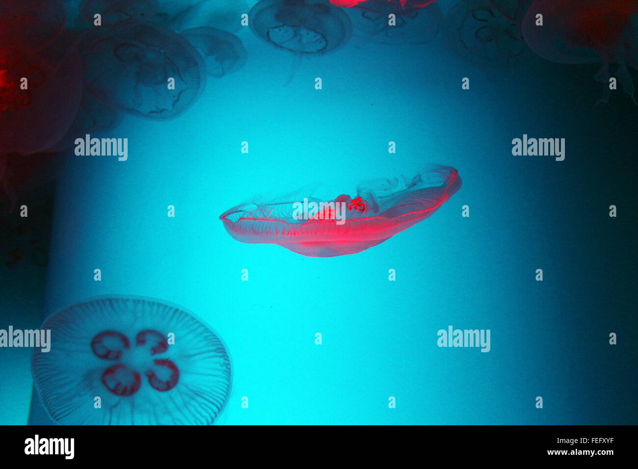 Pink and blue fish hi-res stock photography and images - Alamy