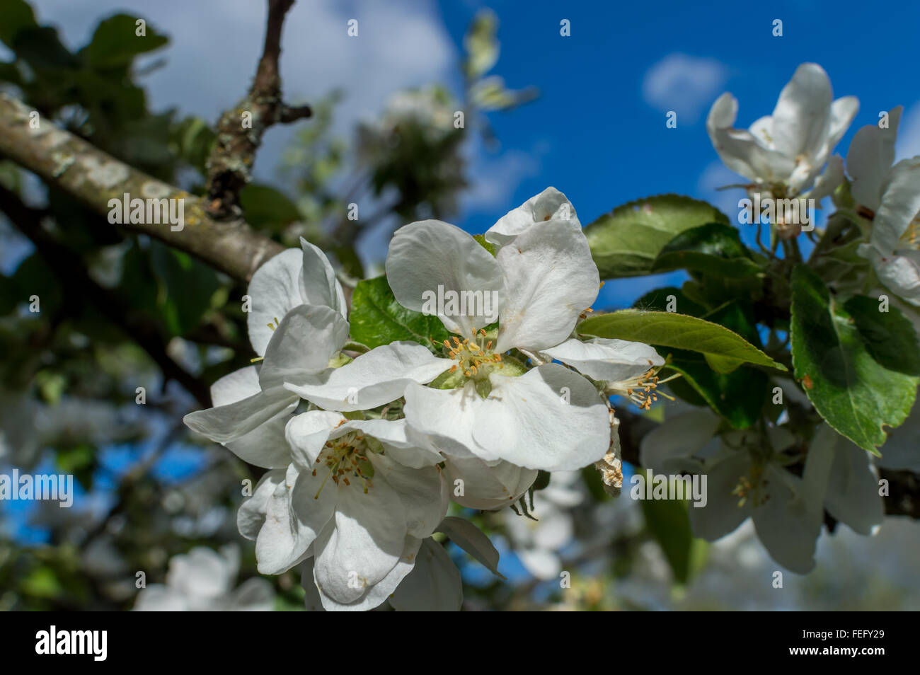 An apple tree in full bloom ( 2 of 2 Stock Photo - Alamy