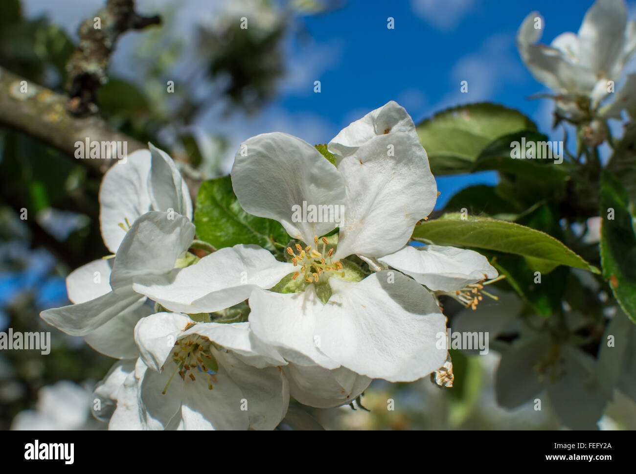An apple tree in full bloom ( 1 of 2 Stock Photo - Alamy