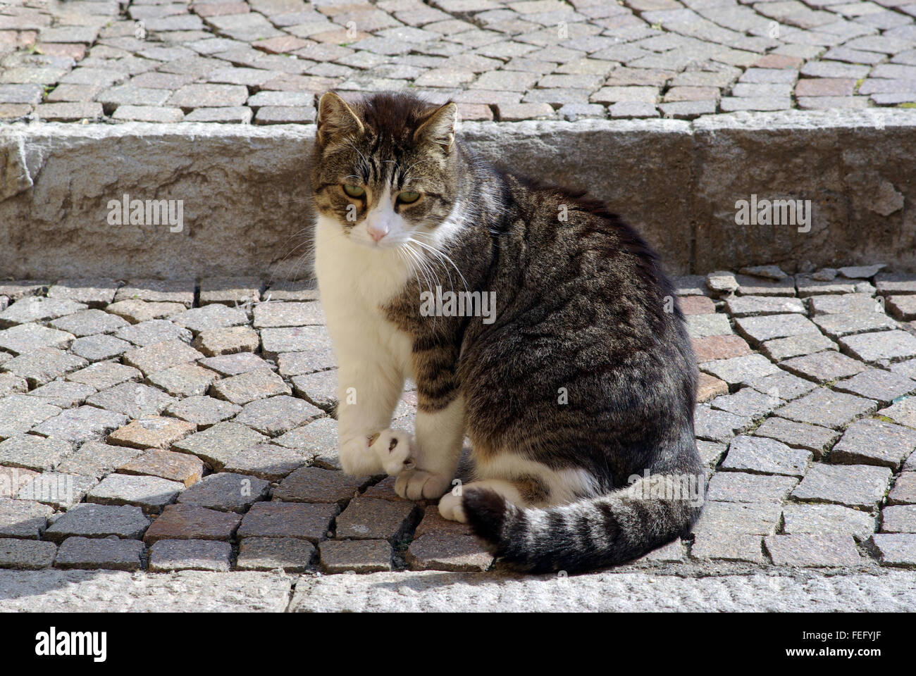 Cat with broken leg Stock Photo - Alamy
