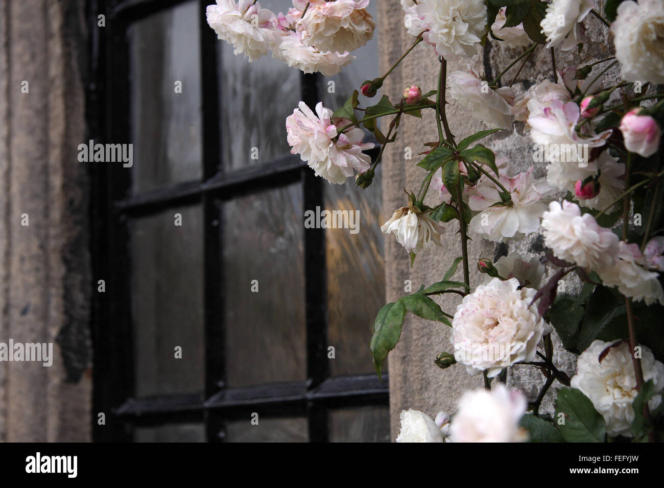 Pink white roses rambling around a window Stock Photo - Alamy