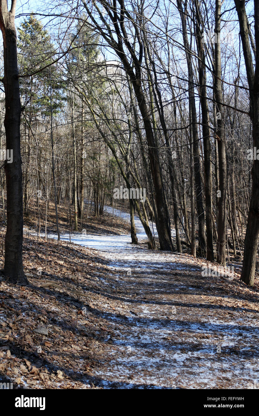 snow covered forest area in toronto Stock Photo - Alamy