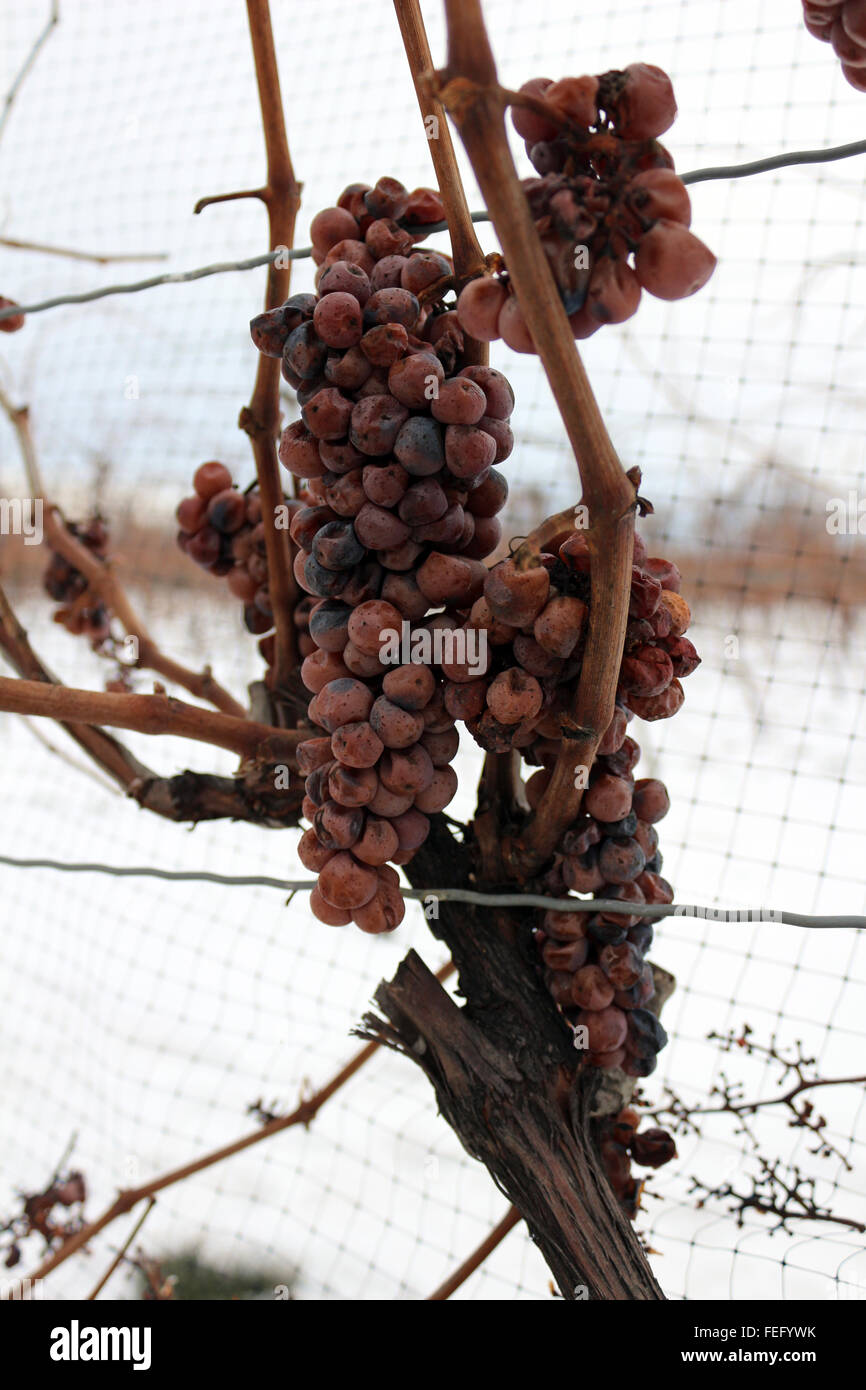 vidal grapes growing on vine at Inniskillin Stock Photo - Alamy