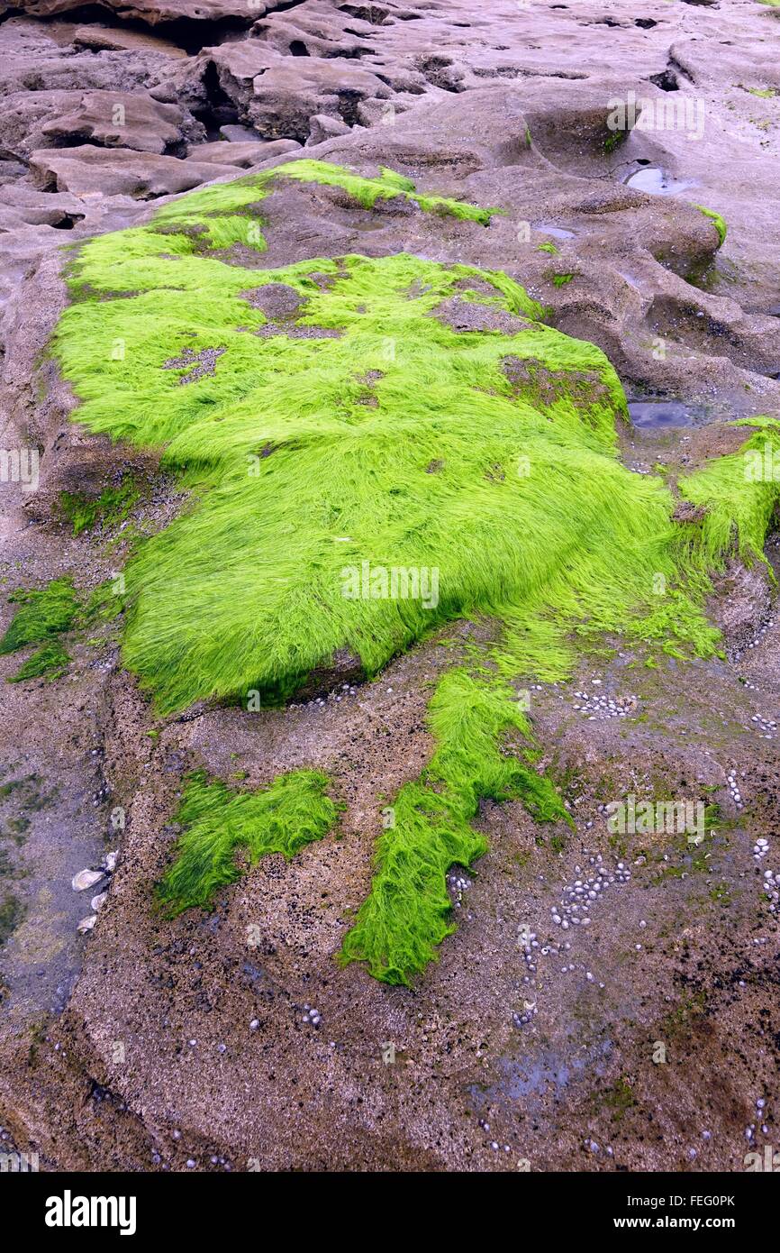 Algae seashore hi-res stock photography and images - Alamy