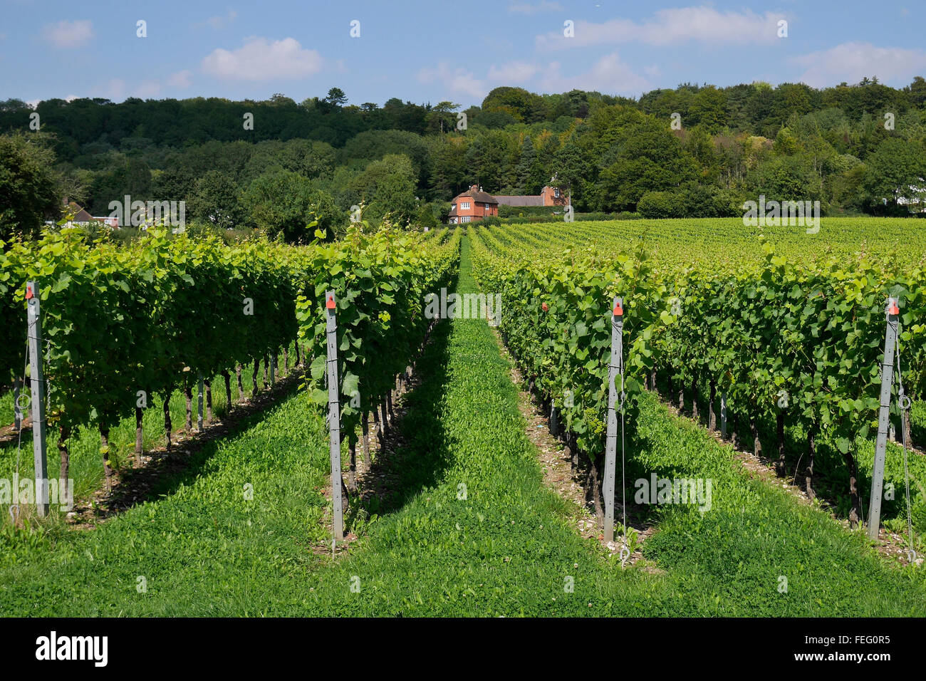 Vineyard trellises hi-res stock photography and images - Alamy
