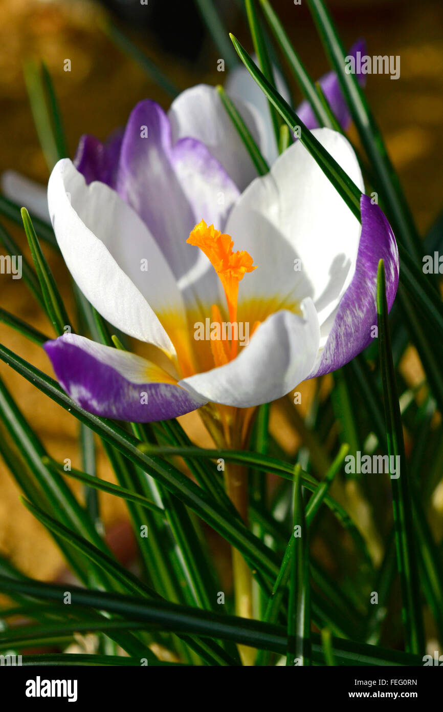 Pretty yellow crocus hi-res stock photography and images - Alamy
