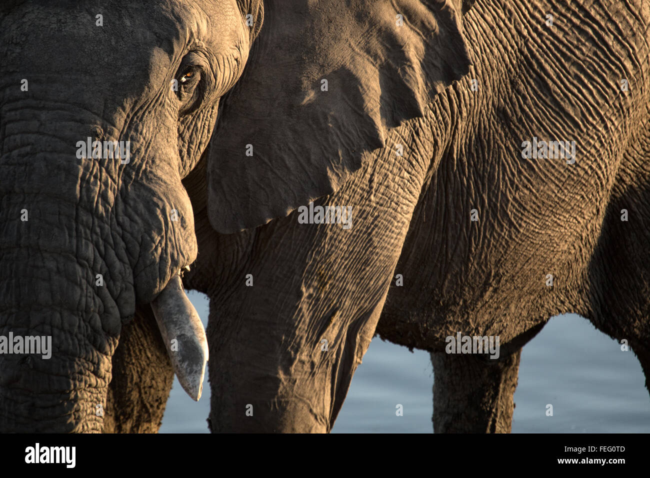 Old Bull Elephant Stock Photo - Alamy