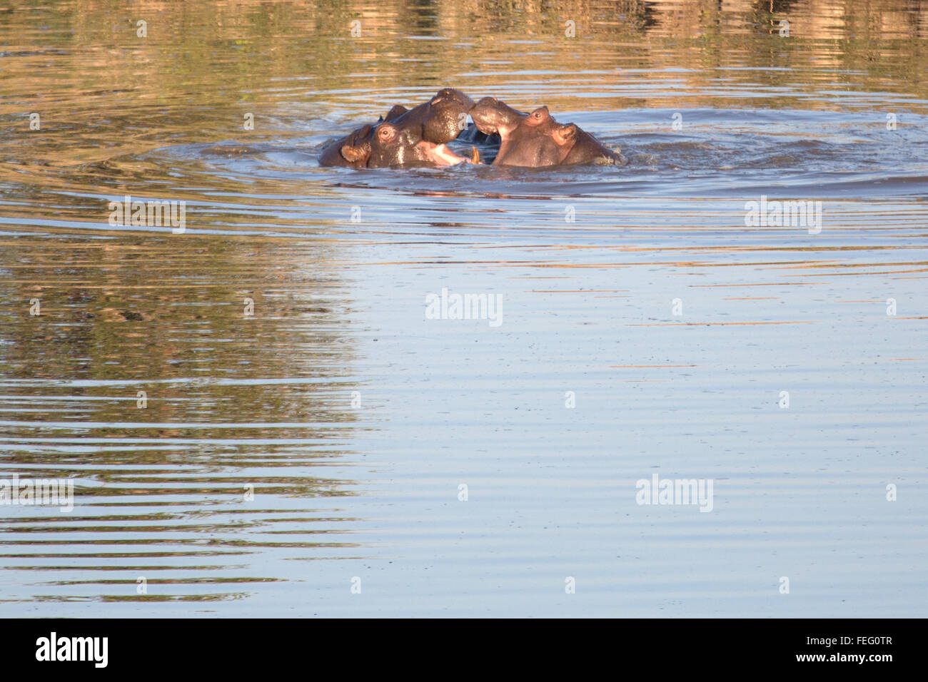 Hippo in a pond Stock Photo - Alamy
