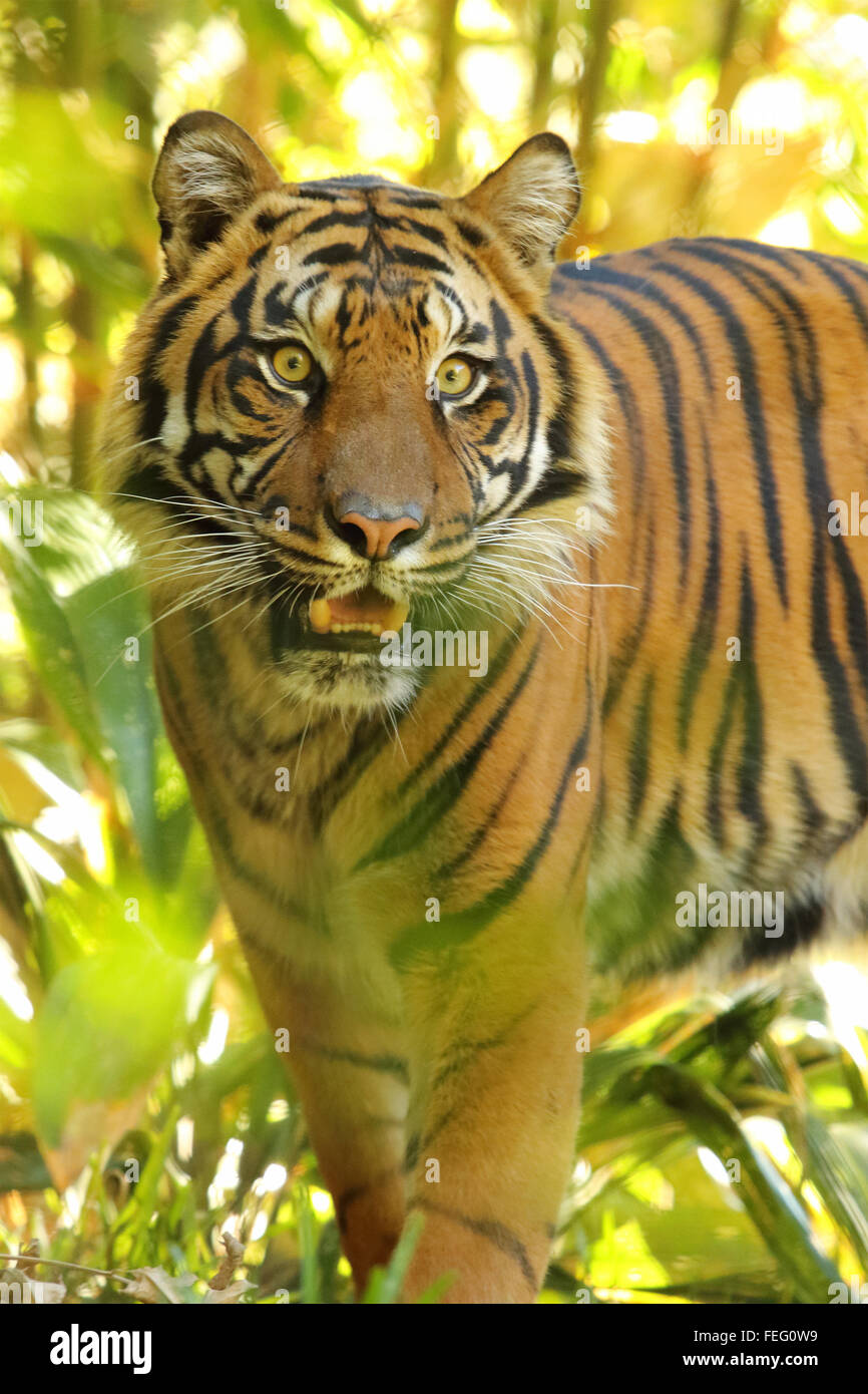 A portrait of a Tiger, slightly surprised Stock Photo - Alamy
