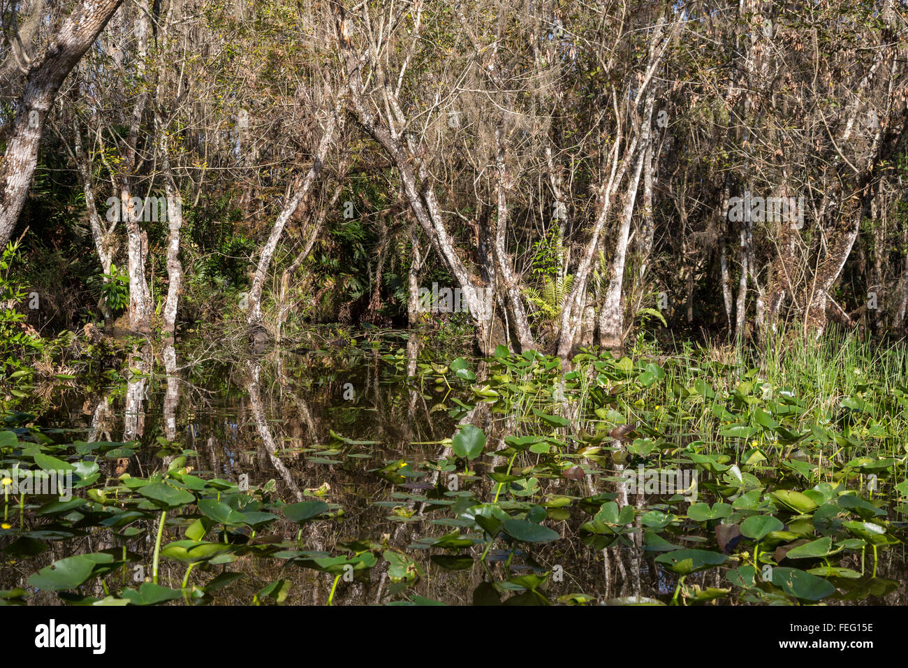 Wetlands vegetation, Southern Florida Stock Photo - Alamy