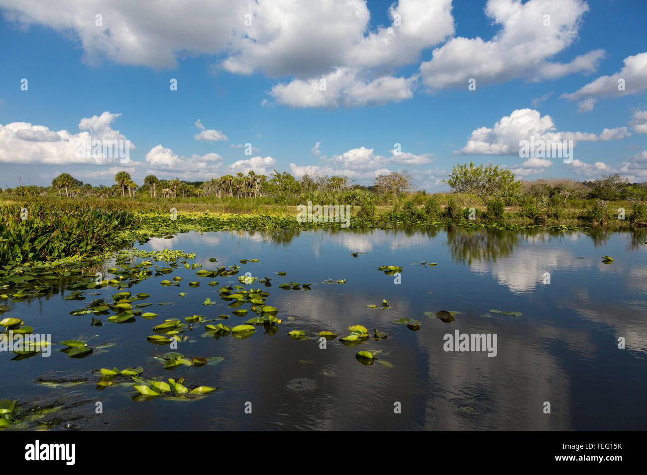 Wetlands vegetation, Southern Florida Stock Photo - Alamy