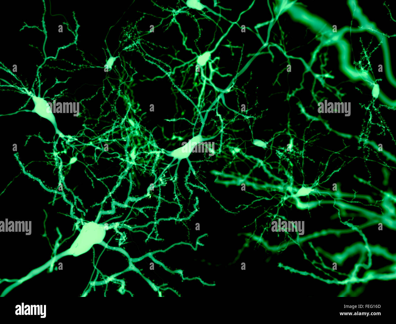 Illustration of neurons (nerve cells) marked with a fluorescent dye ...