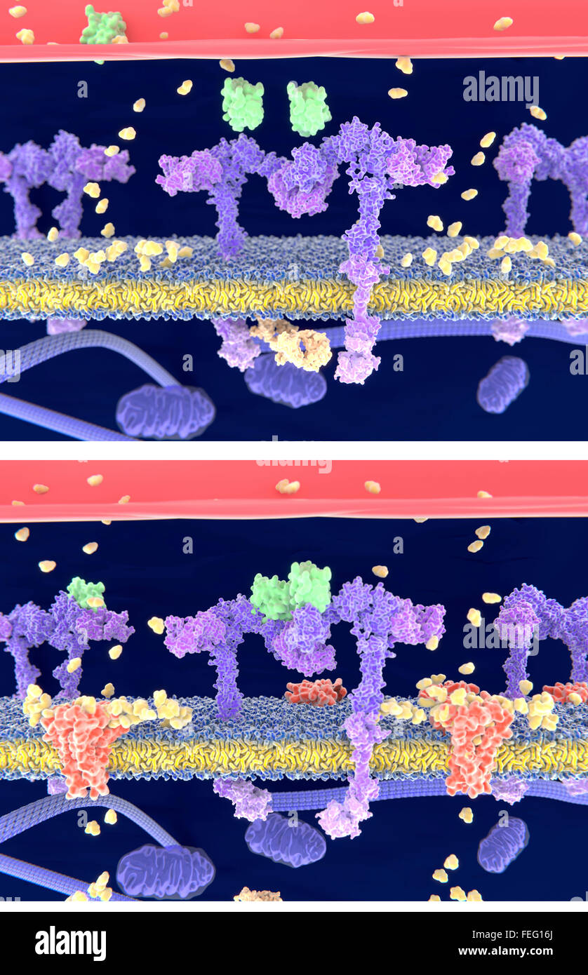 Insulin binding to insulin receptor, illustration. The insulin receptor ...
