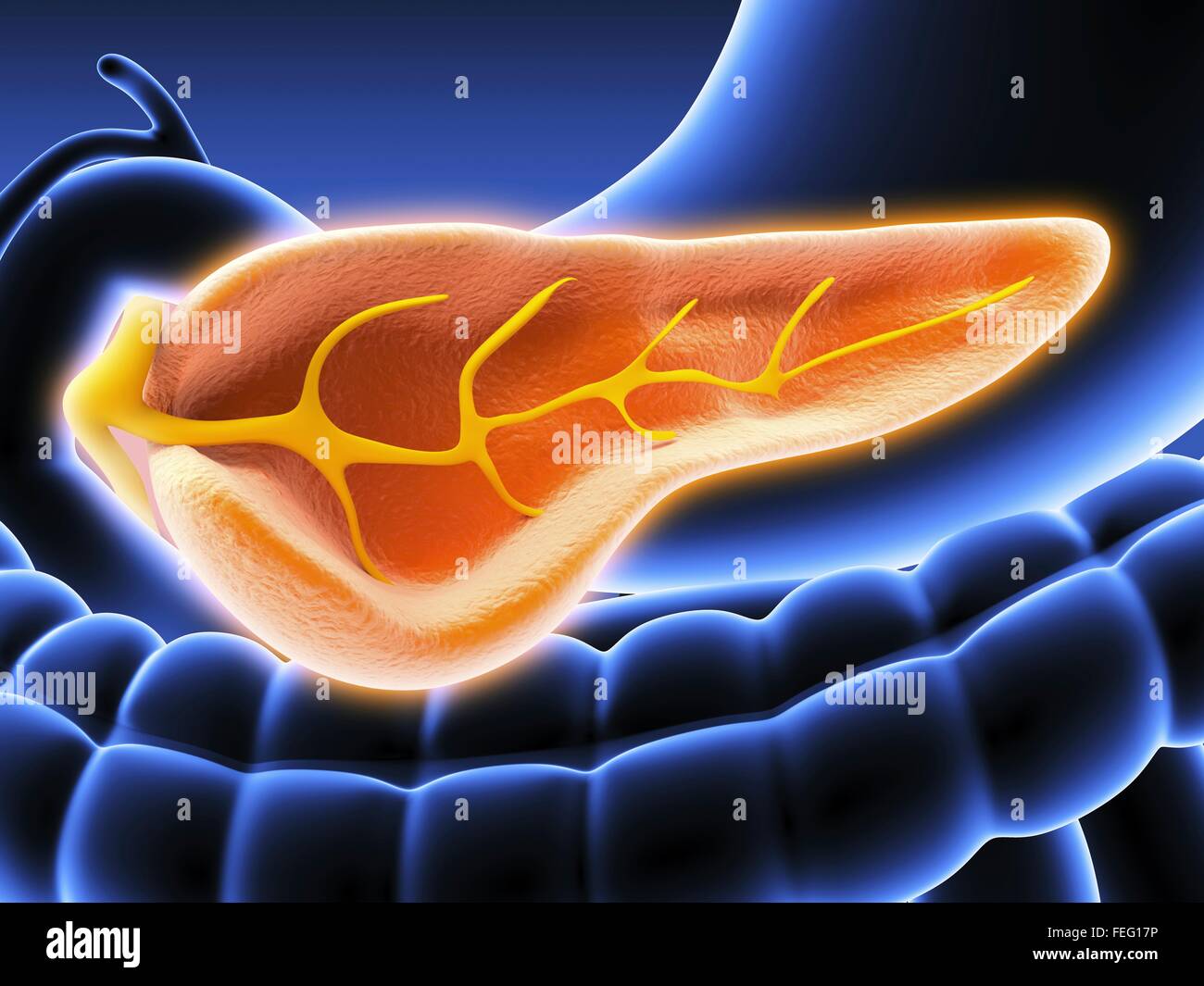 Cross section of human pancreas, showing the pancreatic duct. Also ...