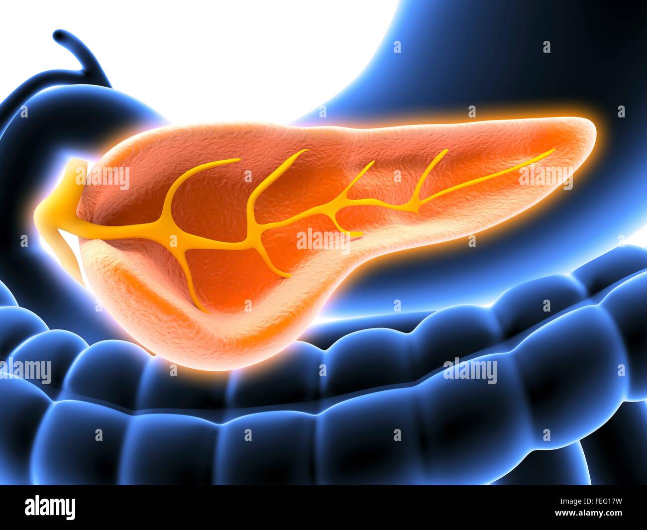 Cross section of human pancreas, showing the pancreatic duct. Also ...