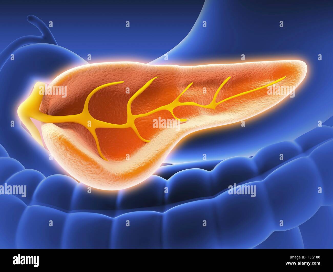 Cross section of human pancreas, showing the pancreatic duct. Also ...