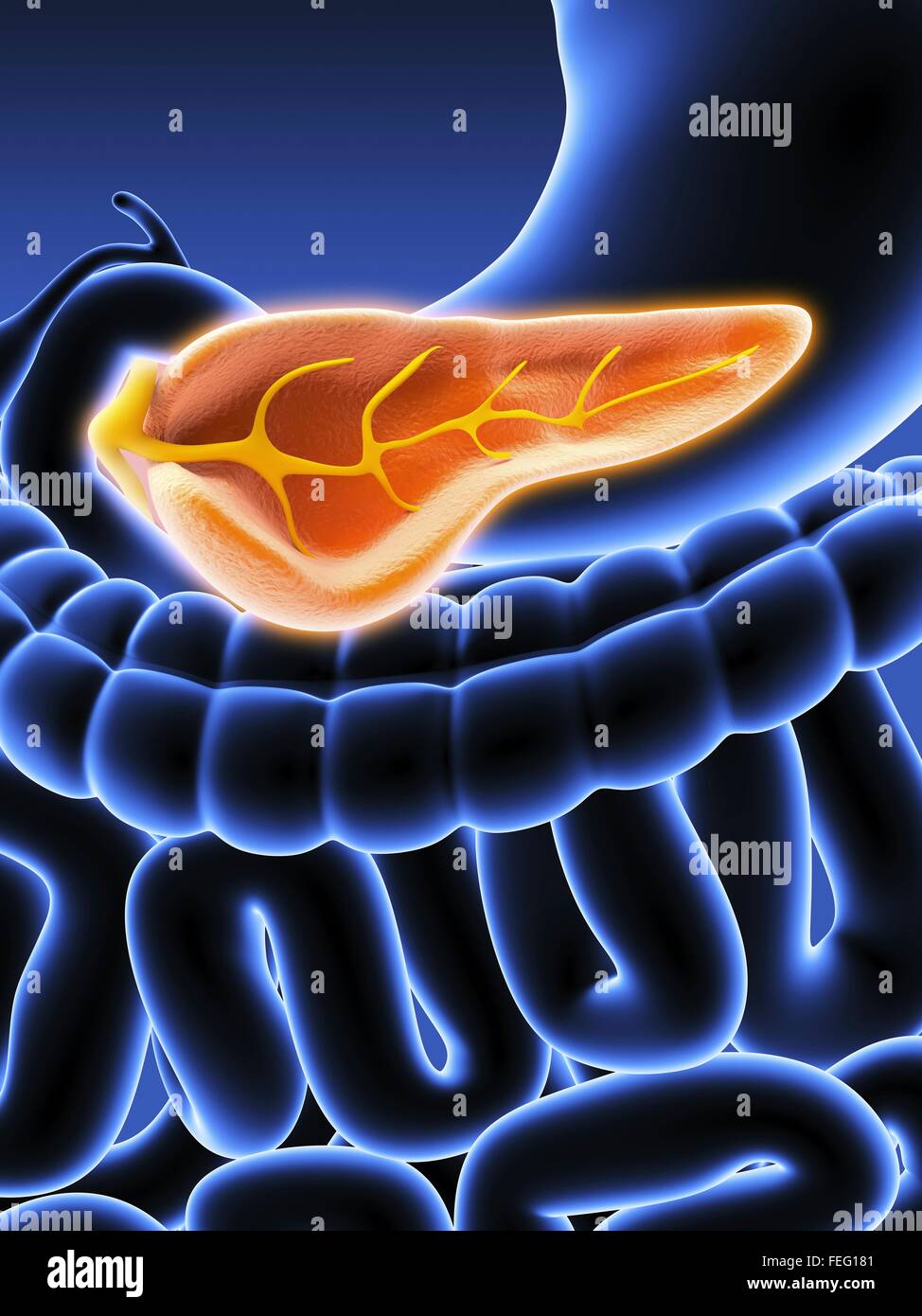 Cross section of human pancreas, showing the pancreatic duct. Also ...