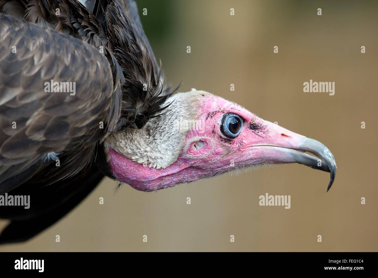 Bird nares hi-res stock photography and images - Alamy