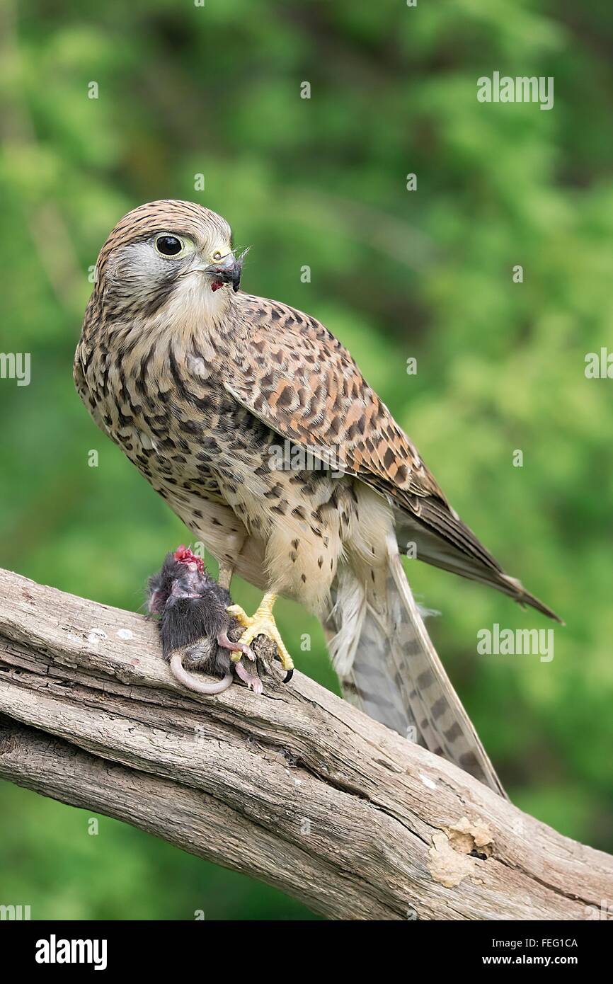 Common kestrel with mouse hi-res stock photography and images - Alamy