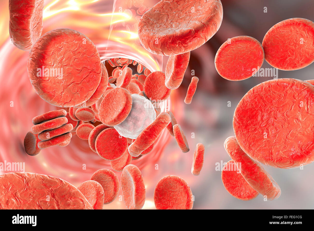 Red blood cells (erythrocytes) and white blood cells (leukocytes ...