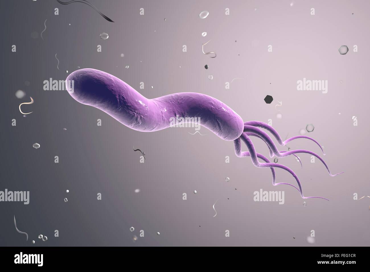 Helicobacter pylori bacterium, computer illustration. H. pylori is a ...