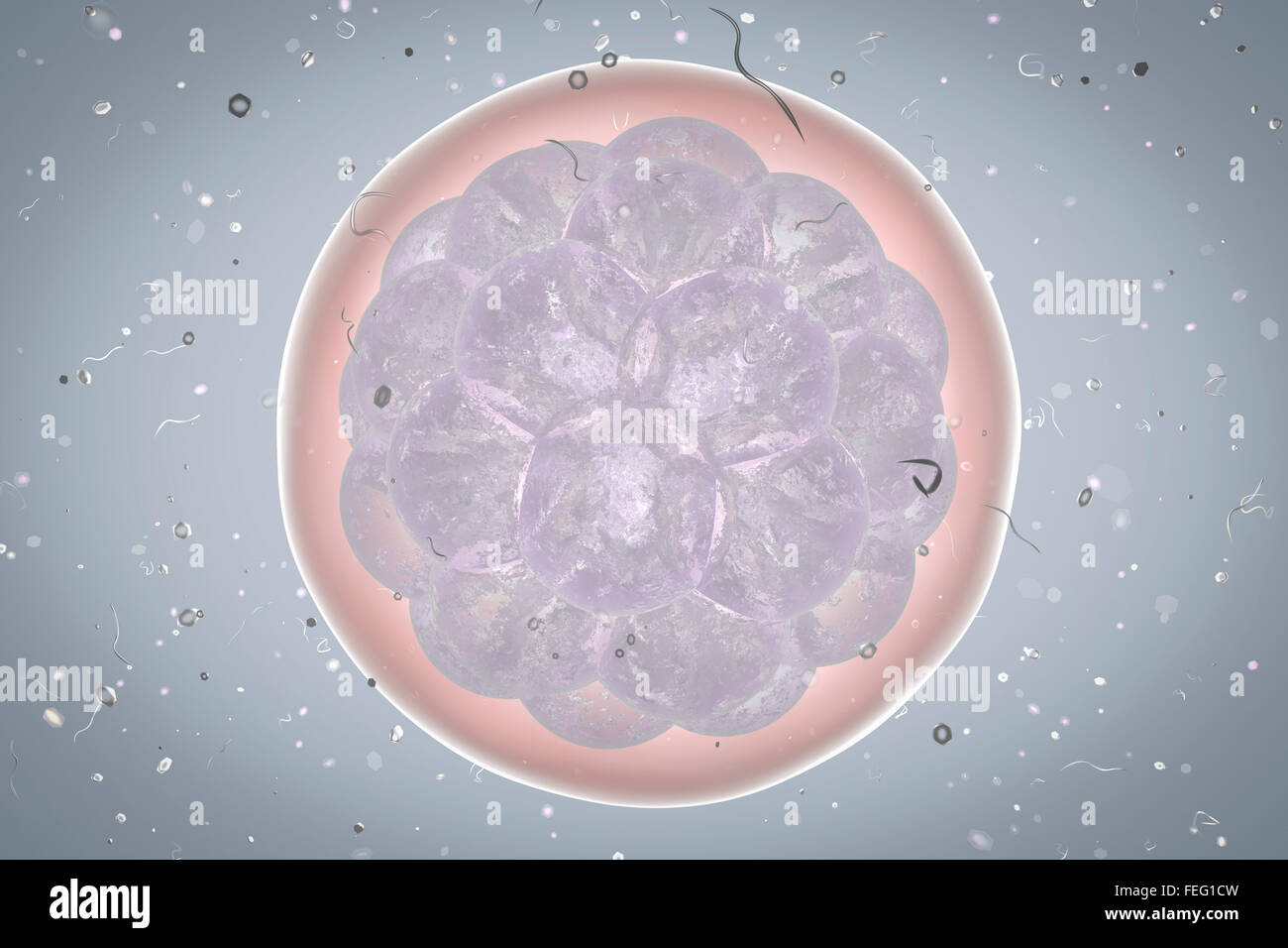 Human embryo development cells hi-res stock photography and images - Alamy