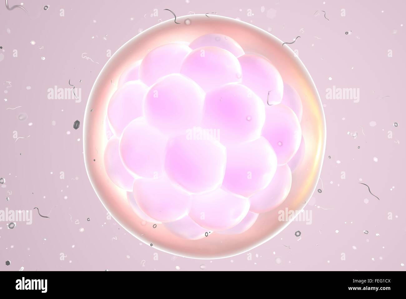 Human embryo development hi-res stock photography and images - Alamy