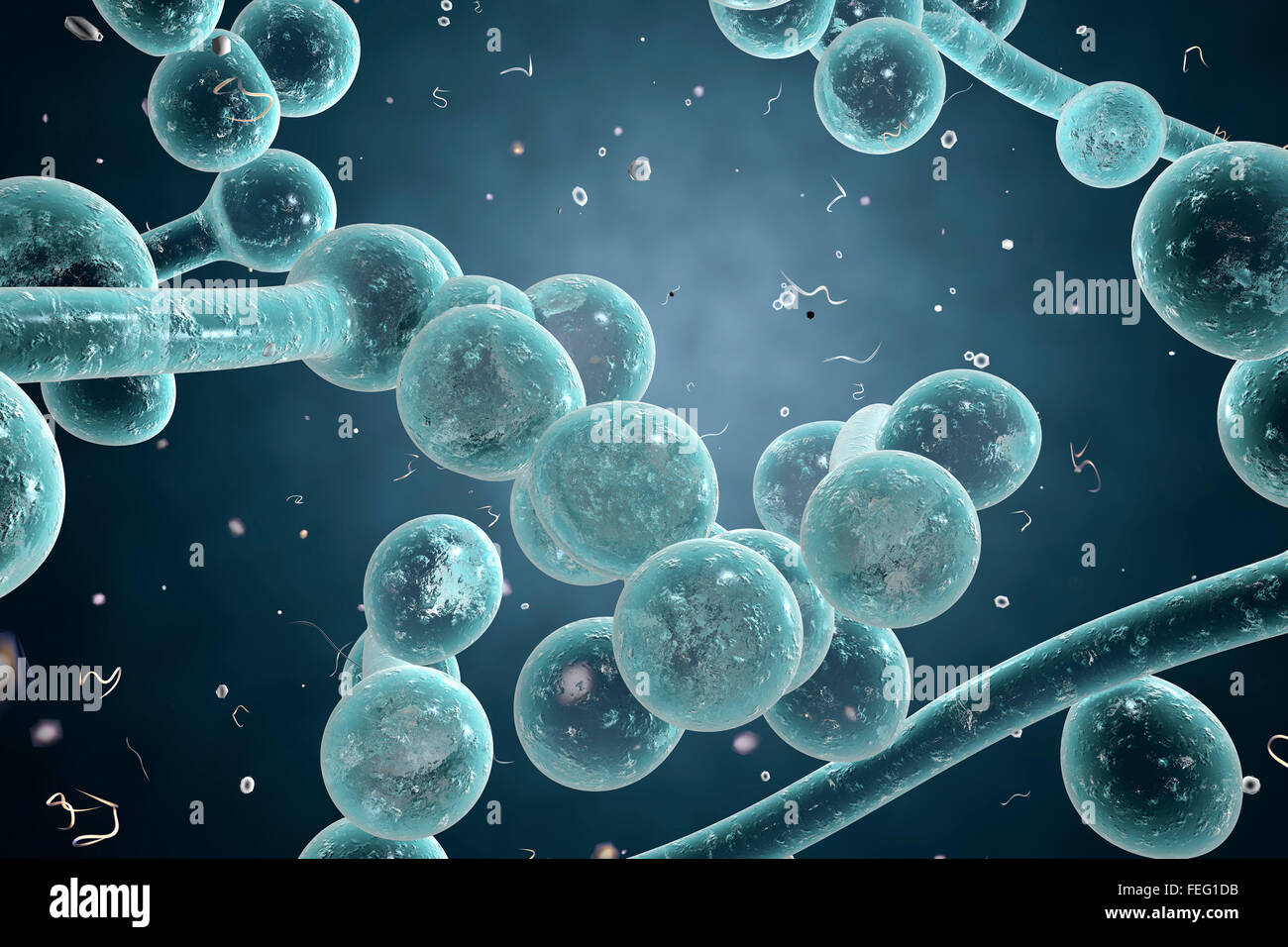 Computer illustration of fungi (yeast). Candida albicans is found on ...