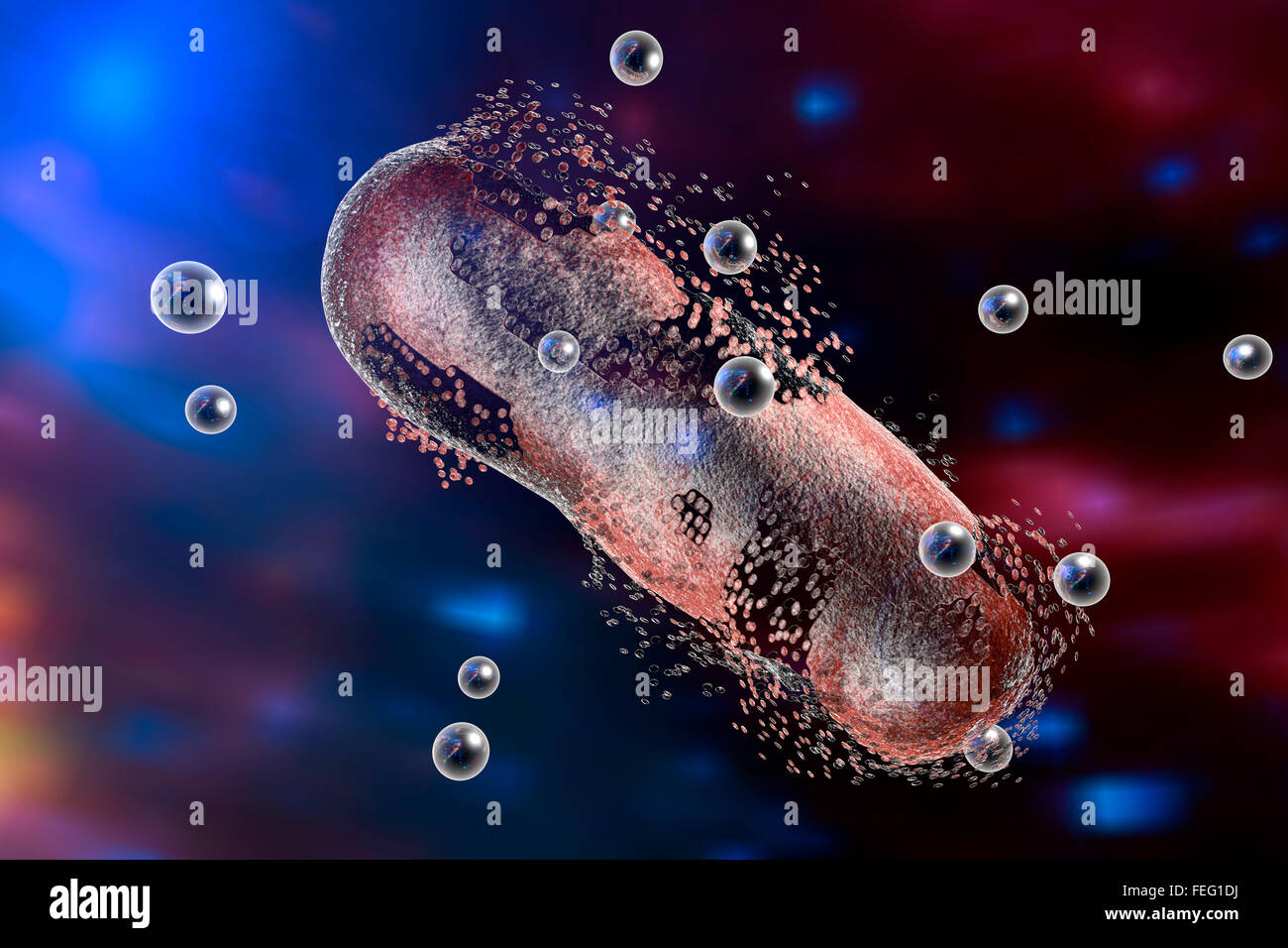 Illustration of the destruction of a bacterium by the action of silver ...