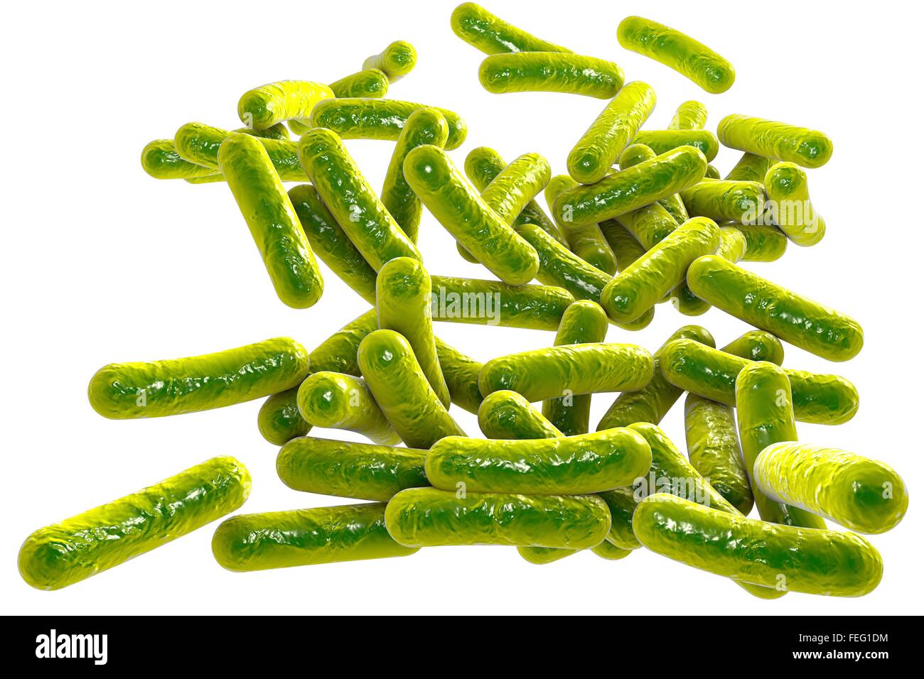 Illustration of rod-shaped bacteria. Rod-shaped bacteria include ...